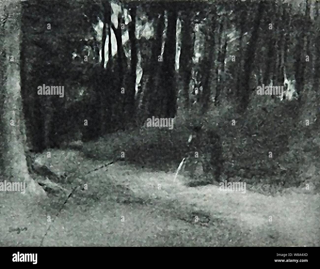 Degas - Road in a Forest, 1864-1868 Stock Photo - Alamy