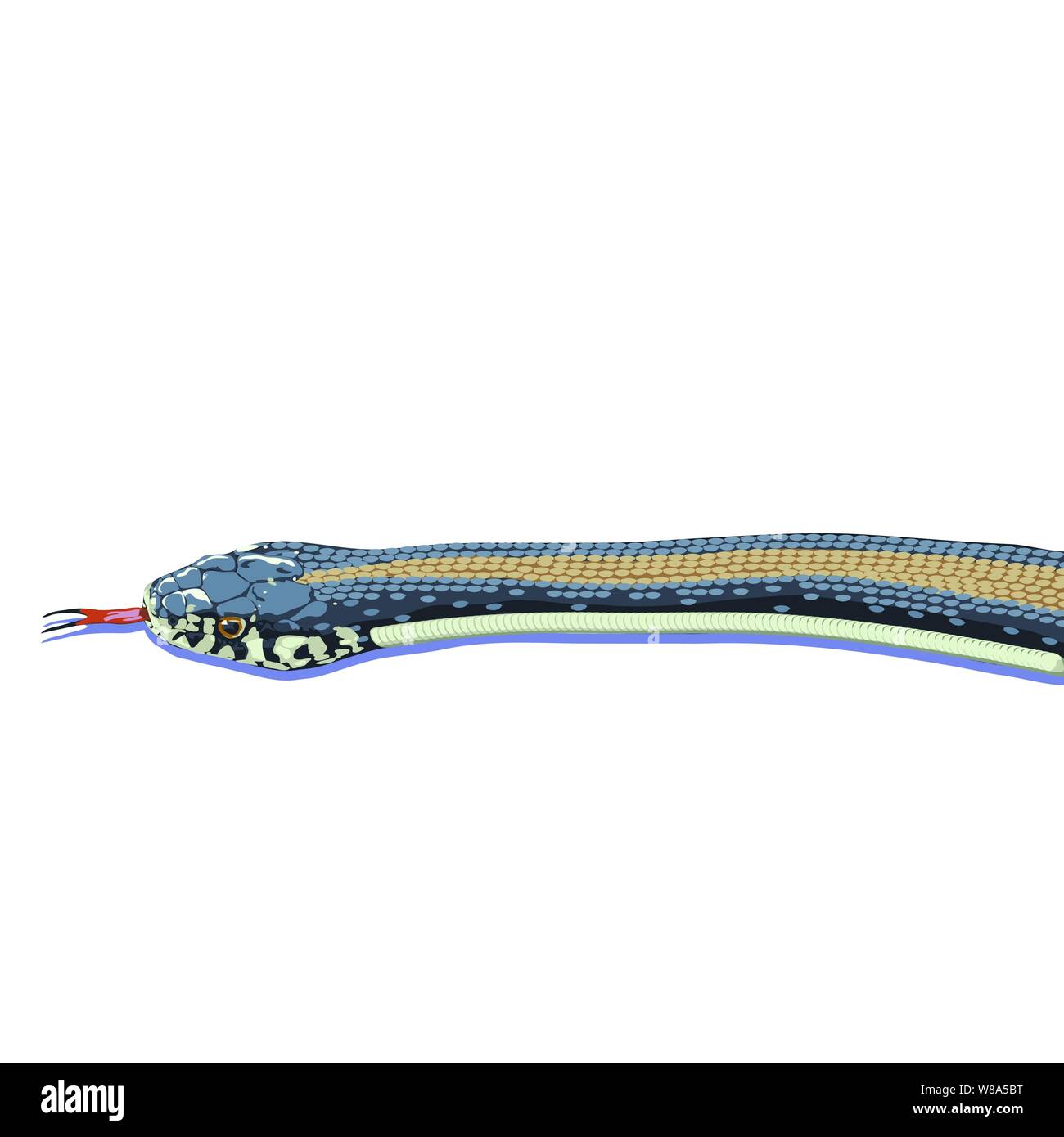 American garter snake Stock Vector Images - Alamy