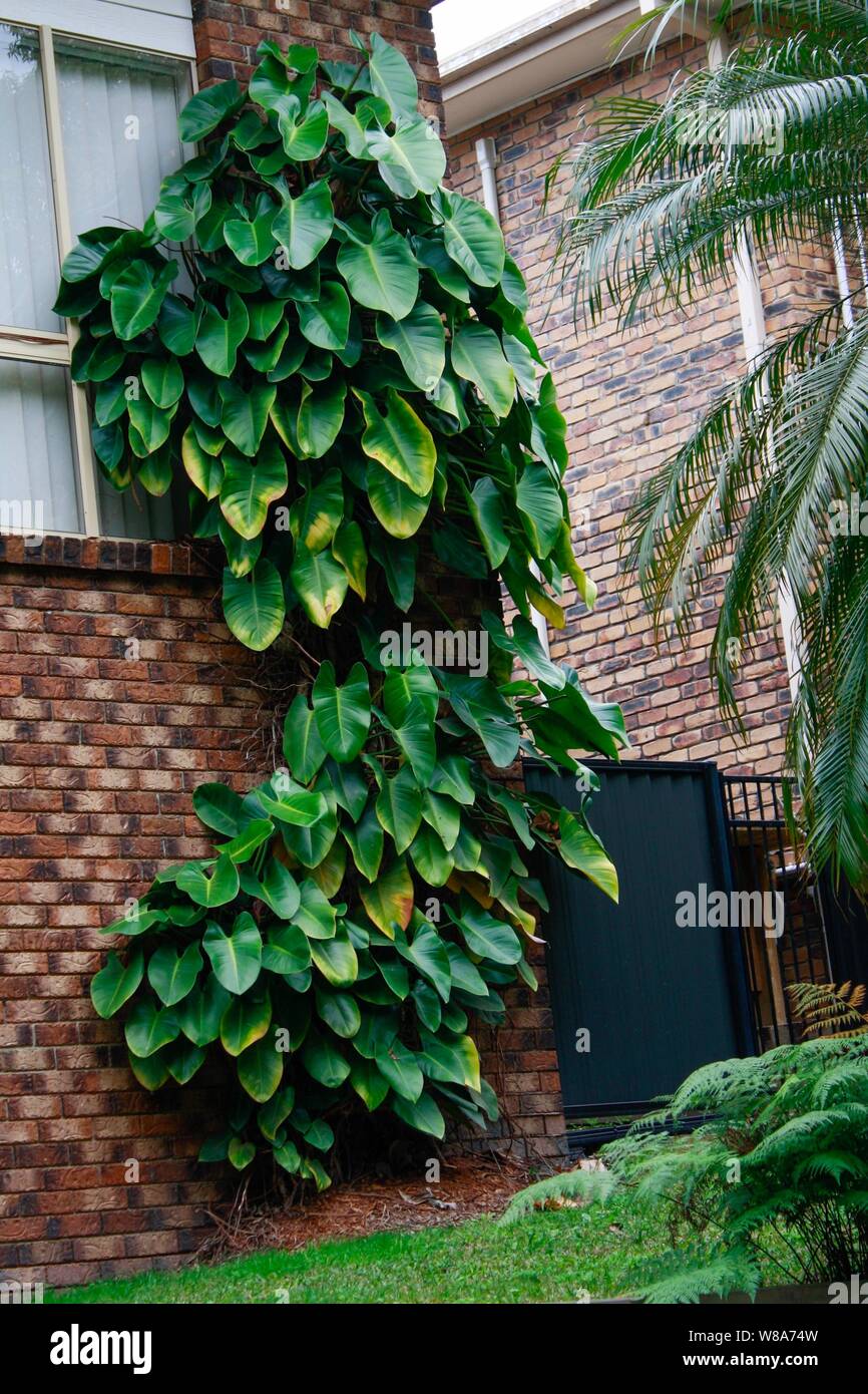 Australian native creeper hi-res stock photography and images - Alamy