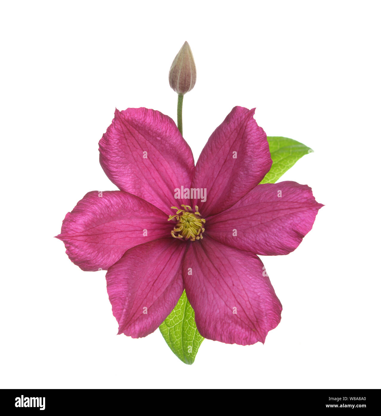 Violet Clematis flower isolate on white Stock Photo - Alamy