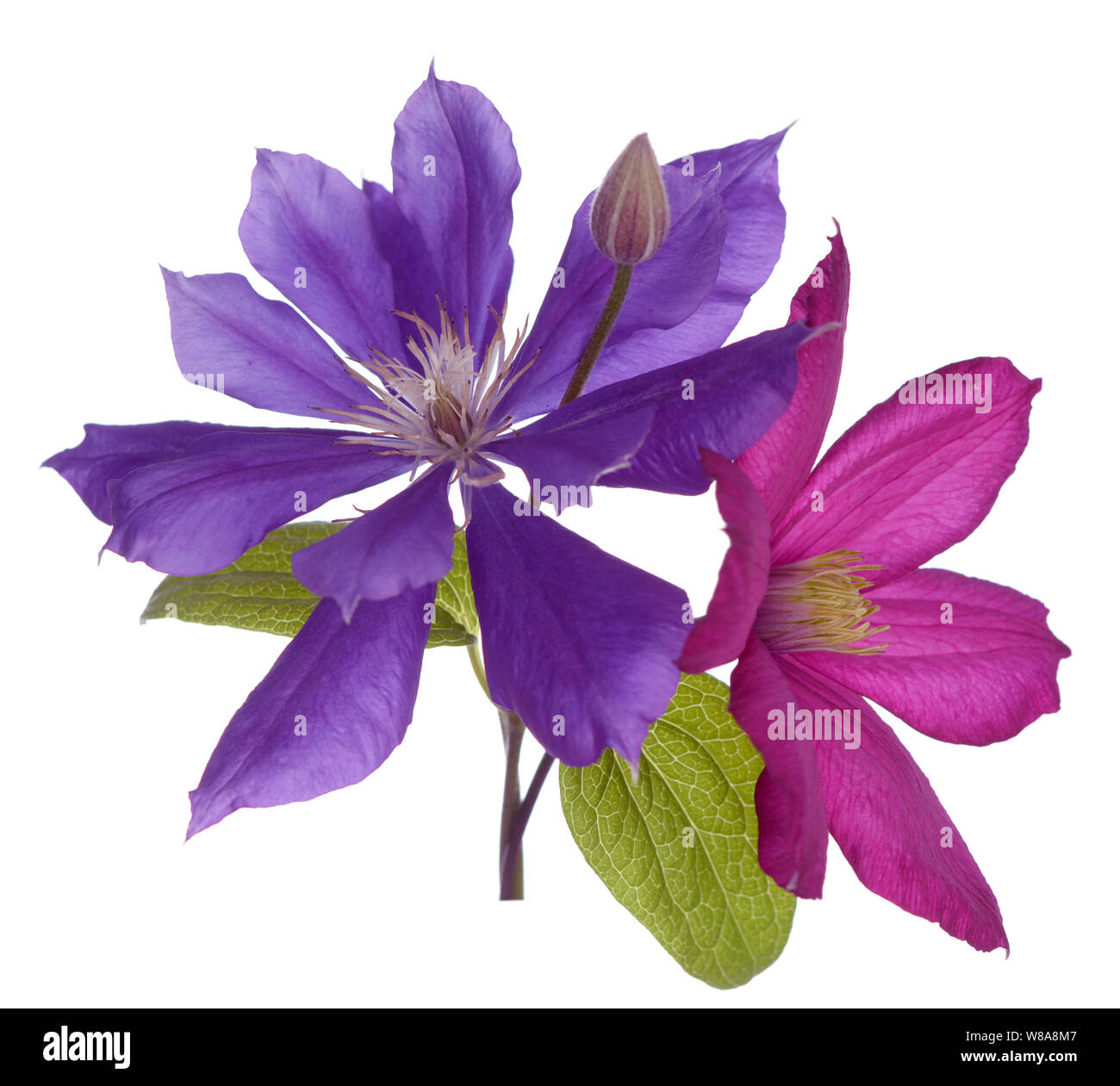 mix of clematis isolate on white Stock Photo - Alamy