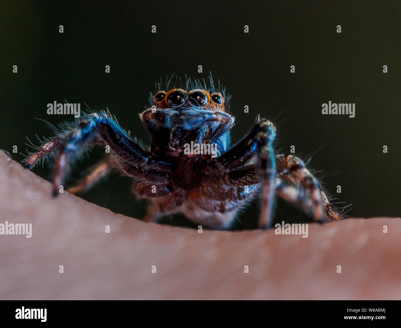 Macro of a cute jumping spider Hasarius adamsoni on human hand Stock ...