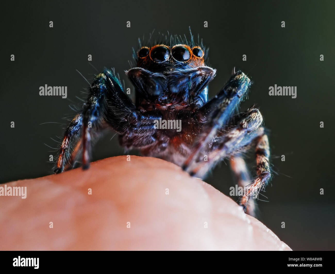 Macro of a cute jumping spider Hasarius adamsoni on human hand Stock ...