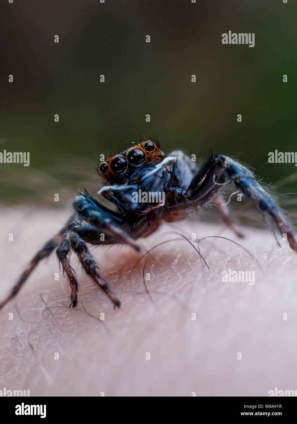 Macro of a cute jumping spider Hasarius adamsoni on human hand Stock ...
