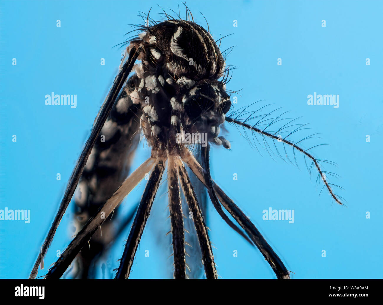 Extreme macro of a dengue fever mosquito on blue background (Aedes ...