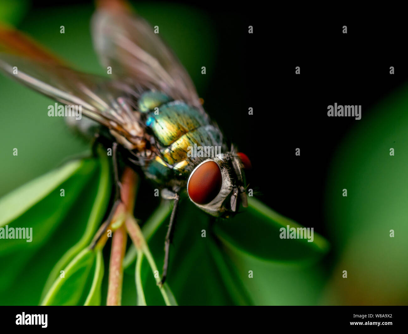 Green fly hi-res stock photography and images - Alamy