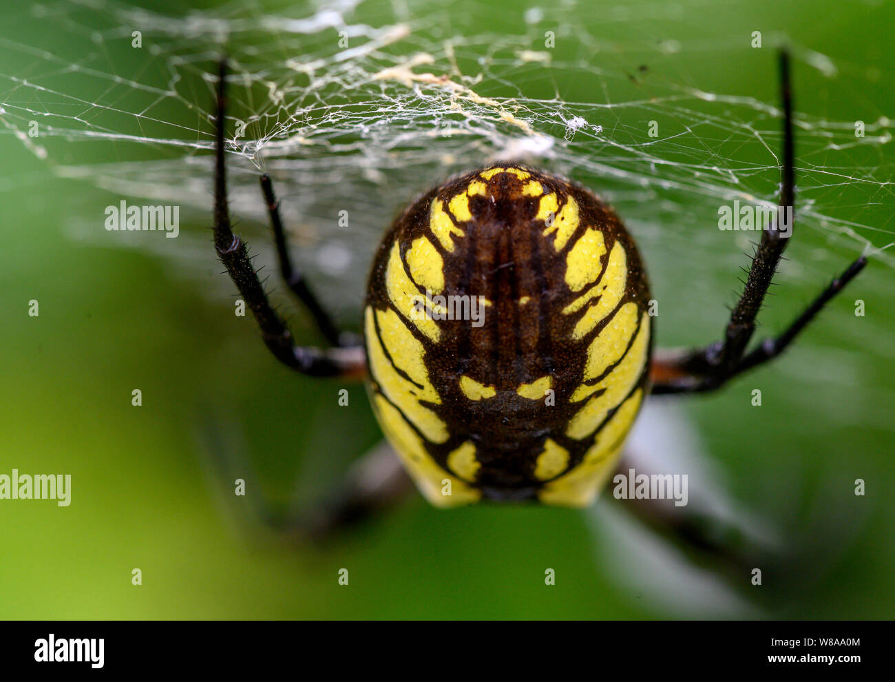 Elkton, Oregon, USA. 8th Aug, 2019. A yellow garden spider hangs in its ...