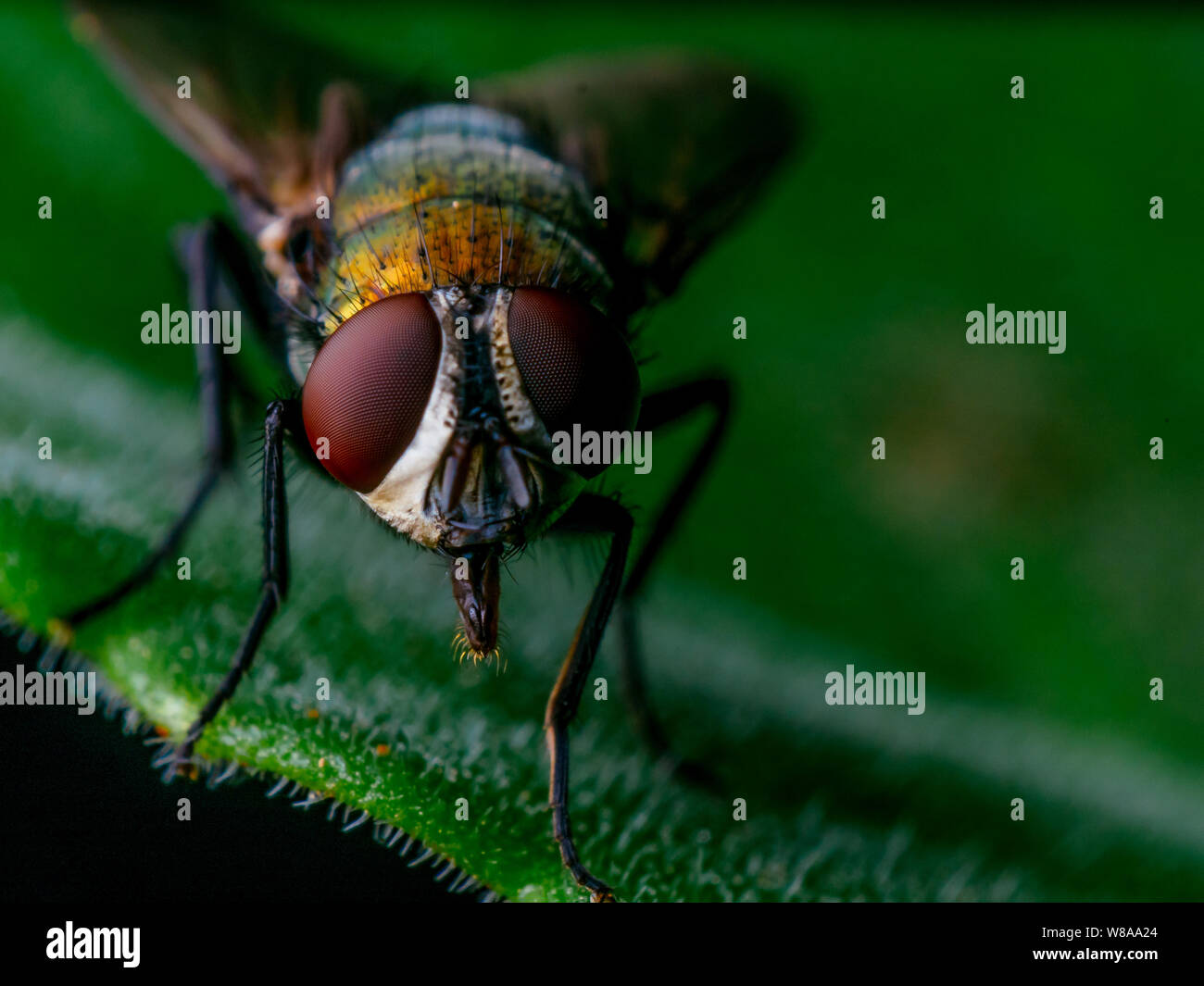 Green fly hi-res stock photography and images - Alamy