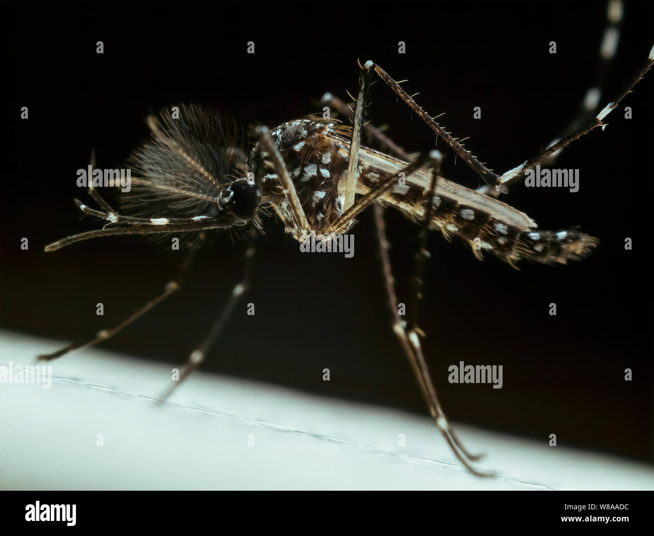 Extreme close-up of a dengue fever mosquito (Aedes aegypti) on a dark ...