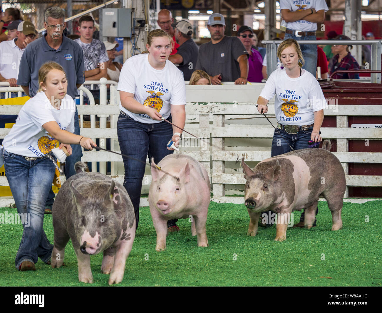 Des Moines, Iowa, USA. 8th Aug, 2019. FFA members show their hogs on ...