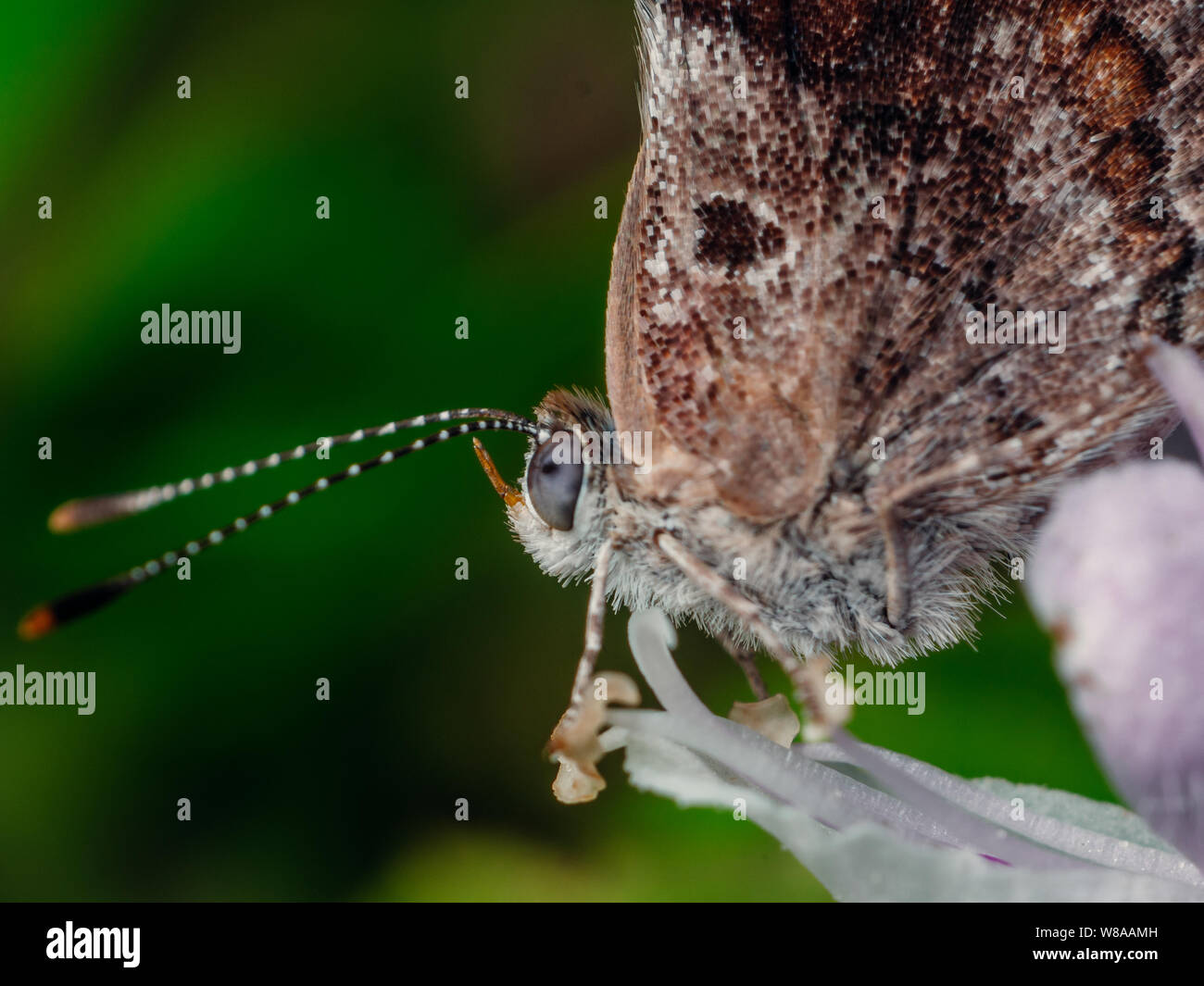 Extreme macro of a butterfly visiting a flower, scales and insect ...