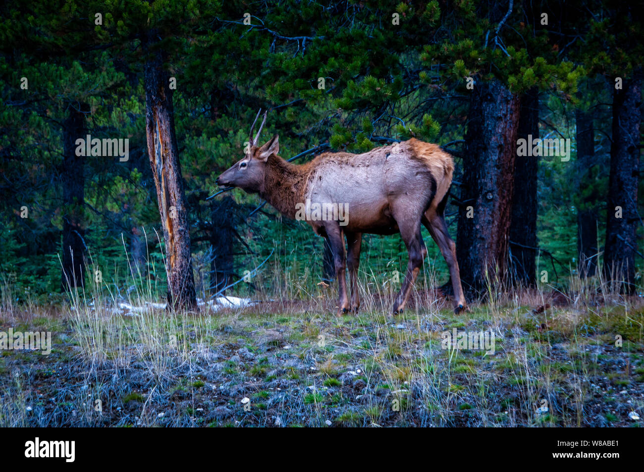 An elk wondering amongst the trees in Banff National Park Stock Photo ...