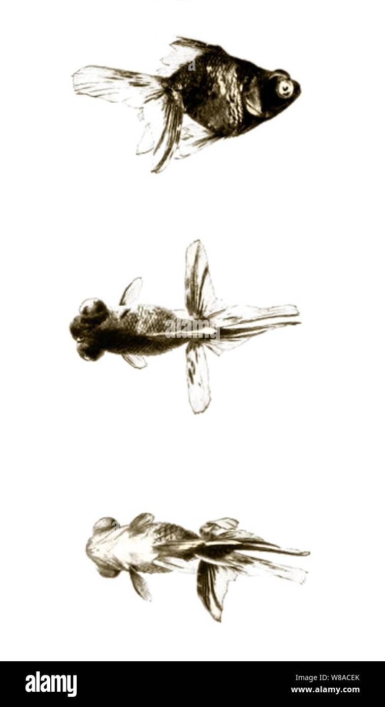 Telescope goldfish hi-res stock photography and images - Alamy