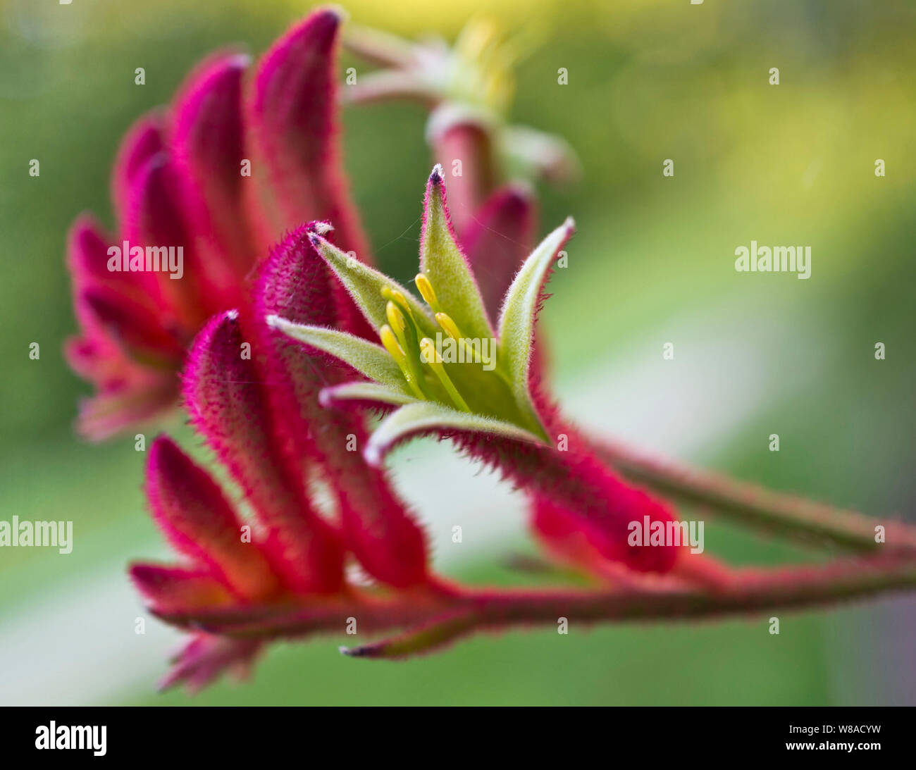 Red Kangaroo Paws (Anigozanthos Stock Photo - Alamy