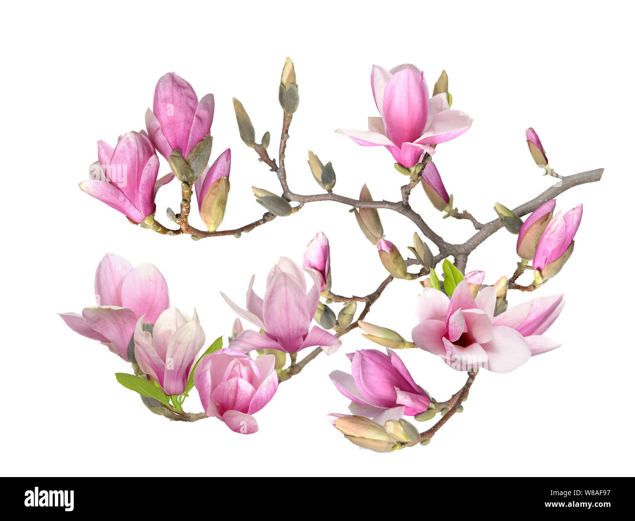 pink magnolia flower isolated on white background Stock Photo - Alamy