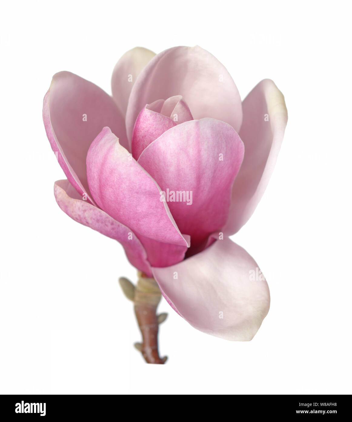 Single Magnolia flower isolated on white Stock Photo - Alamy