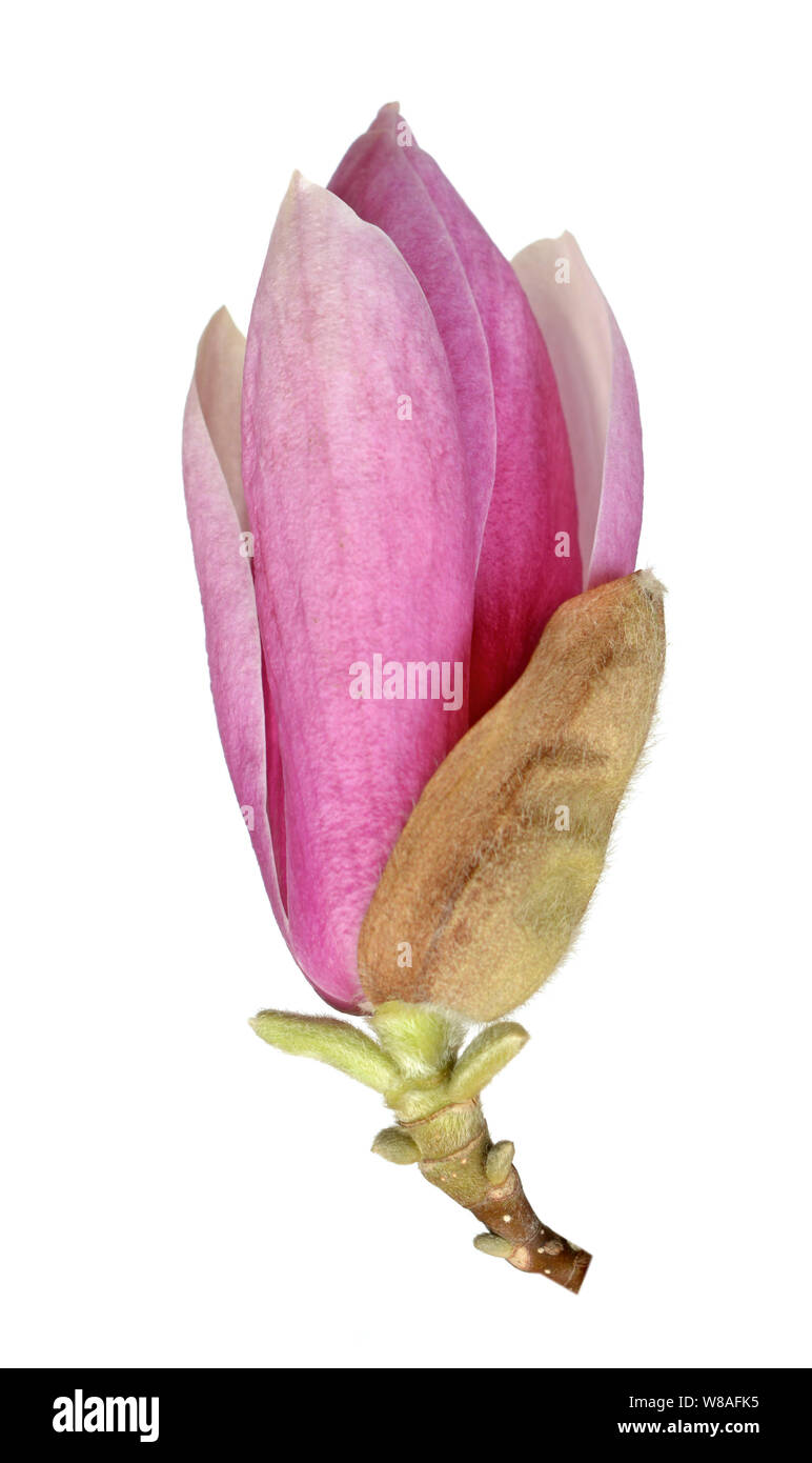 Single Magnolia flower isolated on white Stock Photo - Alamy