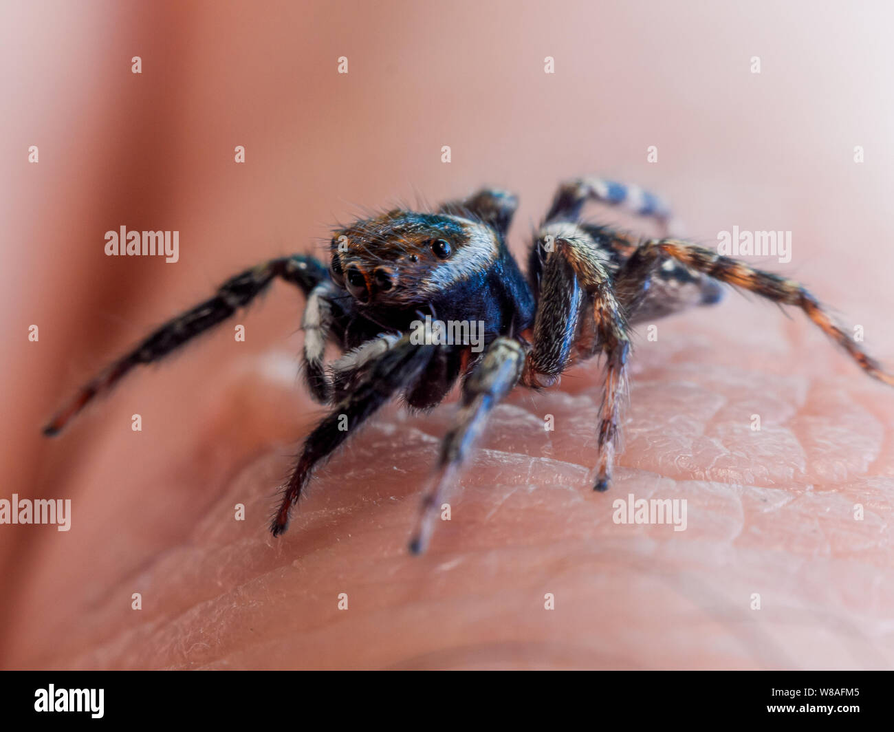 Macro of a cute jumping spider Hasarius adamsoni on human hand Stock ...