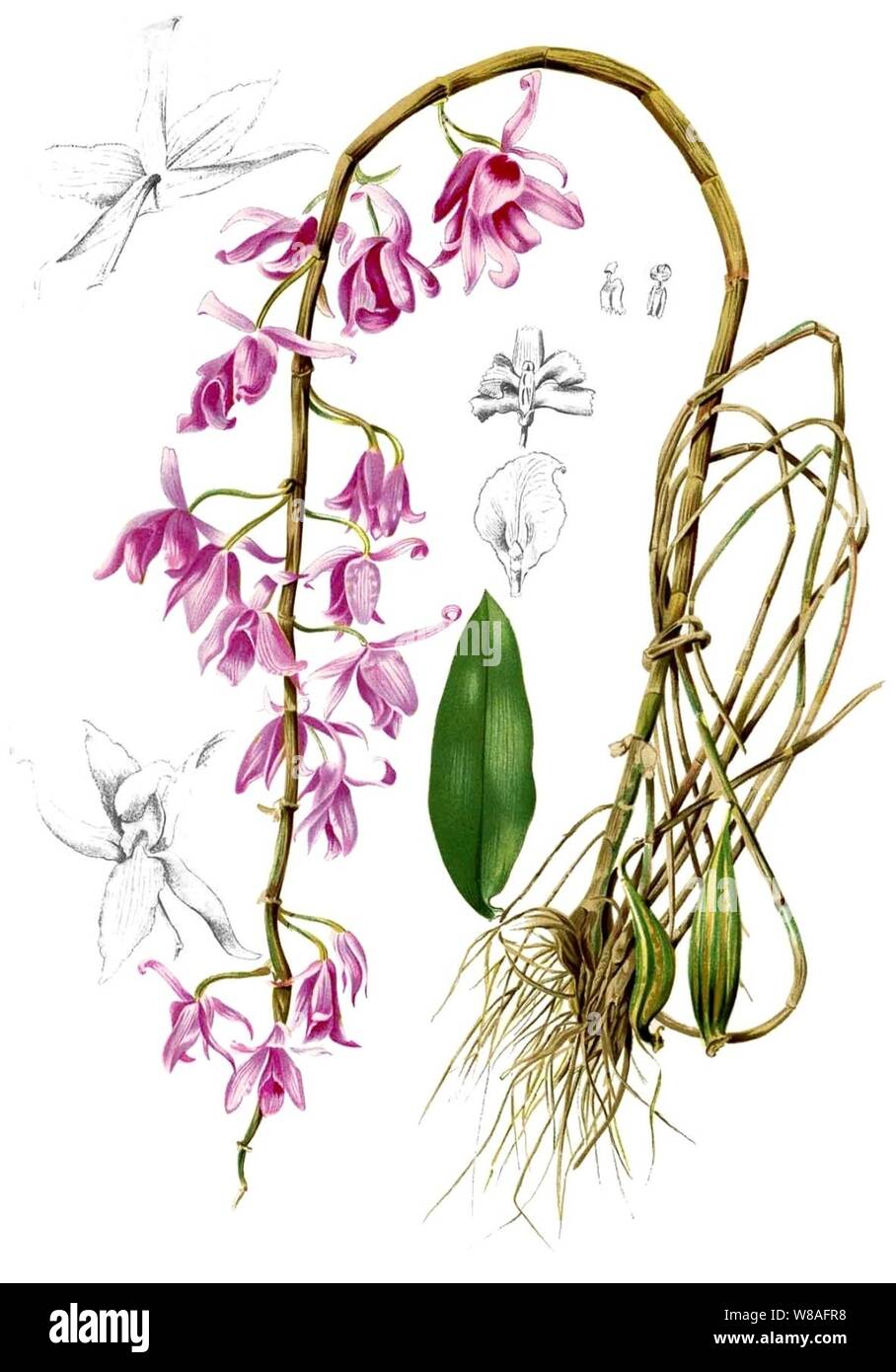 Dendrobium anosmum hi-res stock photography and images - Alamy