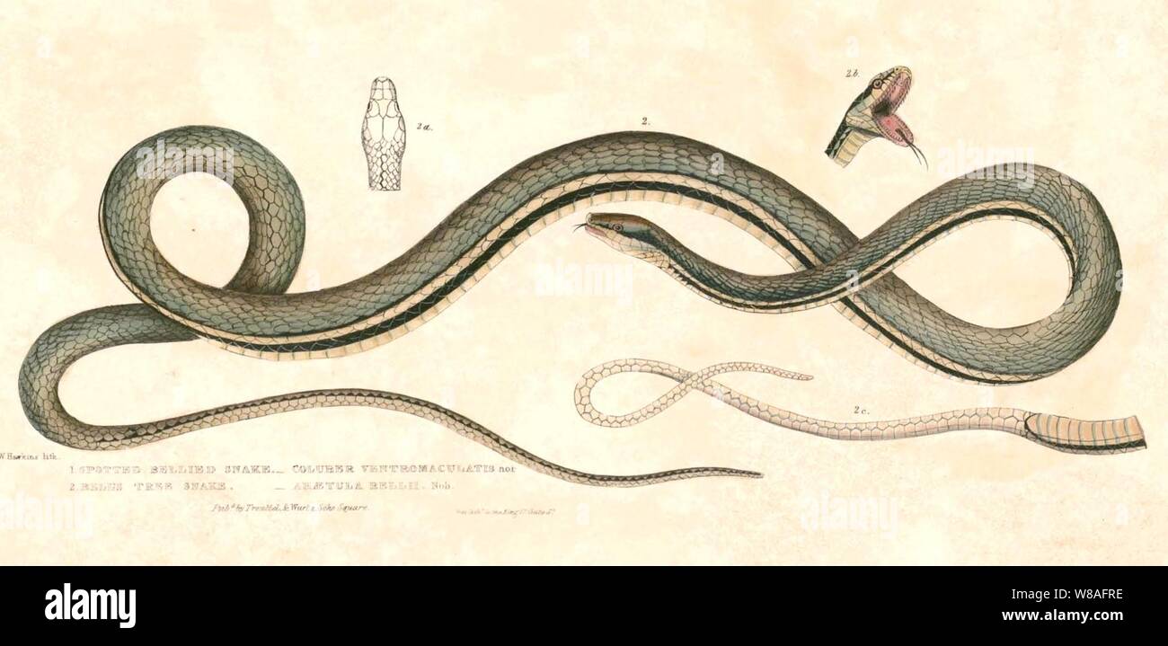 Dendrelaphis pictus hi-res stock photography and images - Alamy