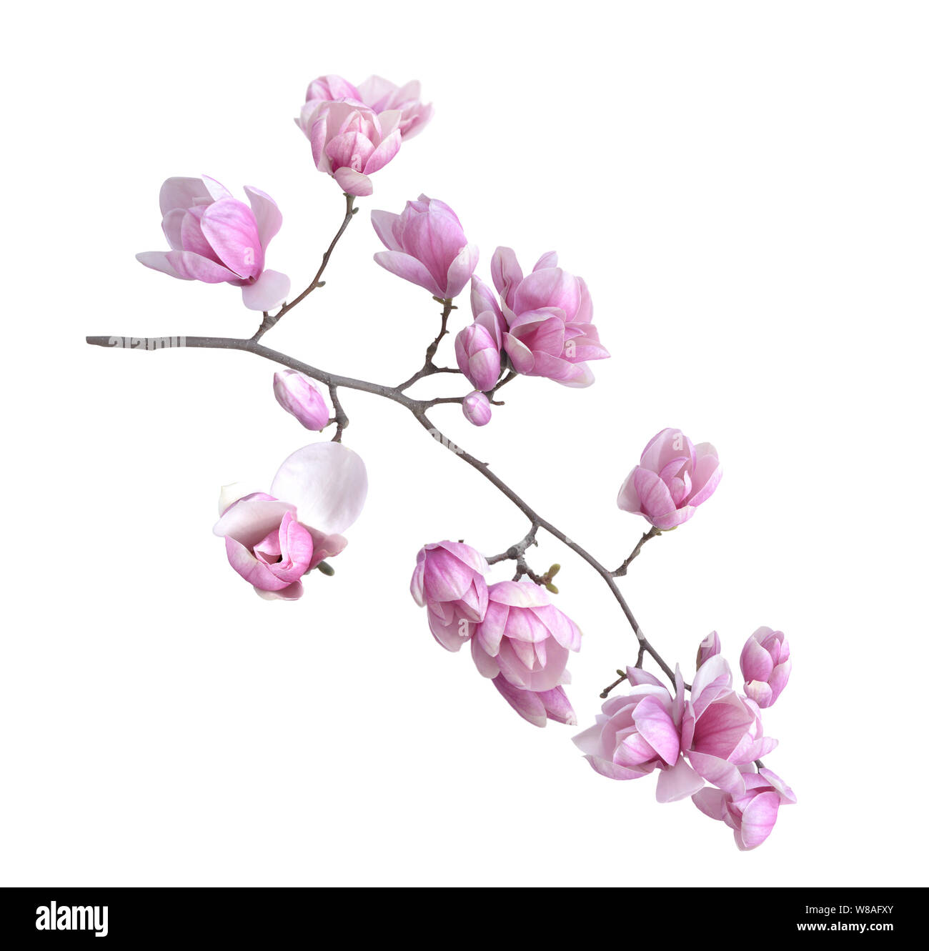 magnolia flower branch isolated on white background Stock Photo - Alamy
