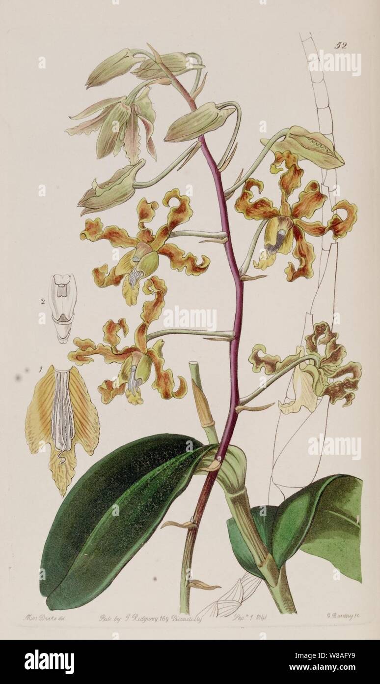 Dendrobium discolor - Edwards vol 27 (NS 4) pl 52 (1841 Stock Photo - Alamy