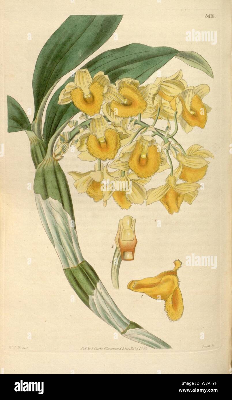 Dendrobium densiflorum hi-res stock photography and images - Alamy