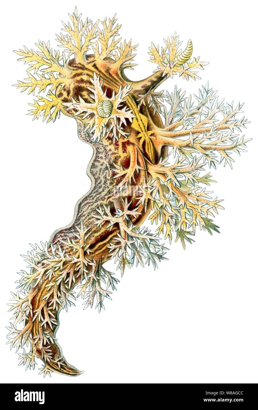 Frondosus hi-res stock photography and images - Alamy