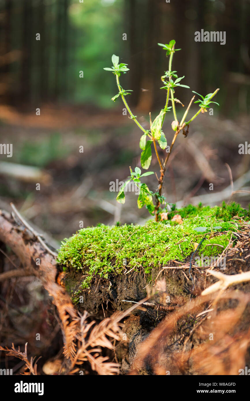Tree stump shoot grow growing hi-res stock photography and images - Alamy