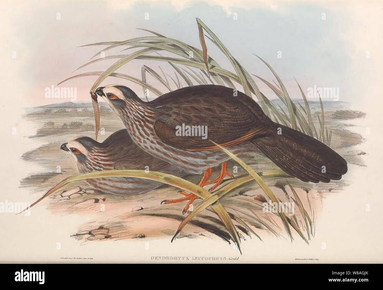 Dendrortyx hi-res stock photography and images - Alamy