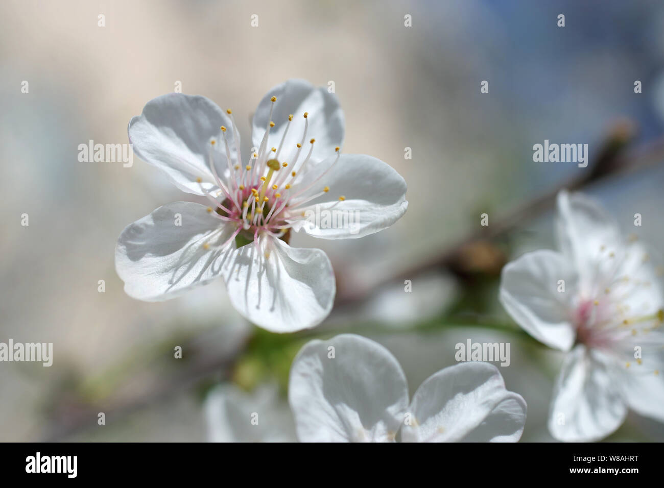 Cherry blossoms white sakura hi-res stock photography and images - Alamy