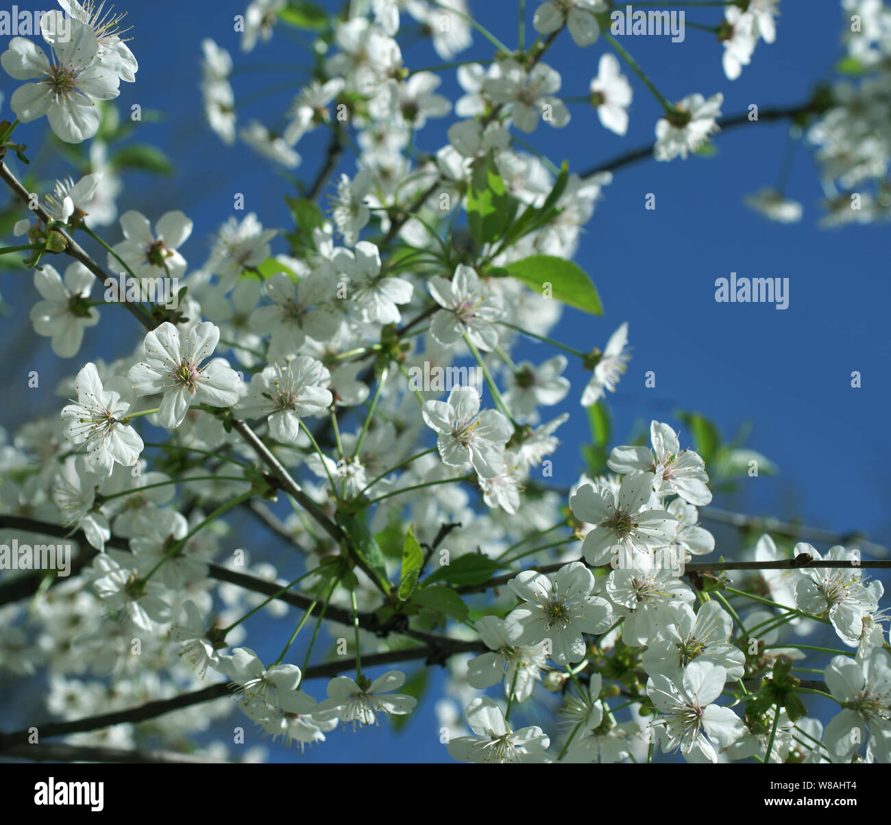 White sakura flowers hi-res stock photography and images - Alamy