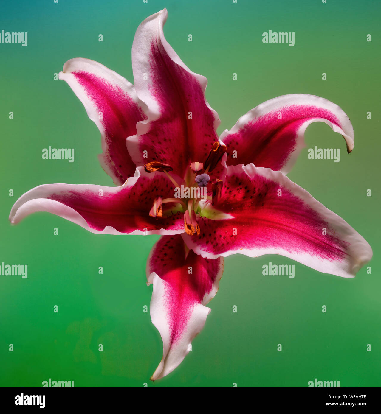 White stargazer lily flower on hi-res stock photography and images - Alamy