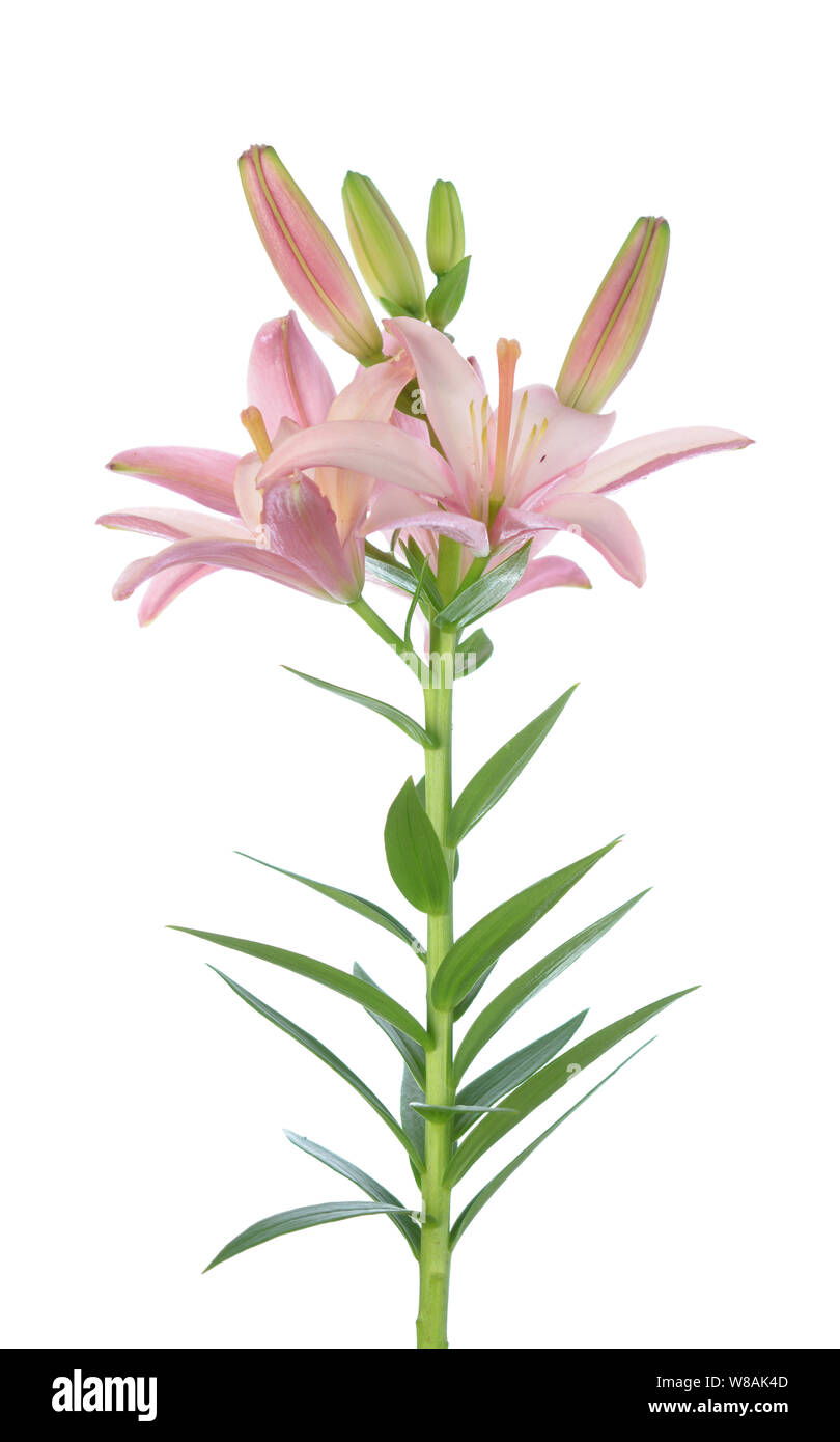 Light pastel pink lily isolated on white Stock Photo - Alamy