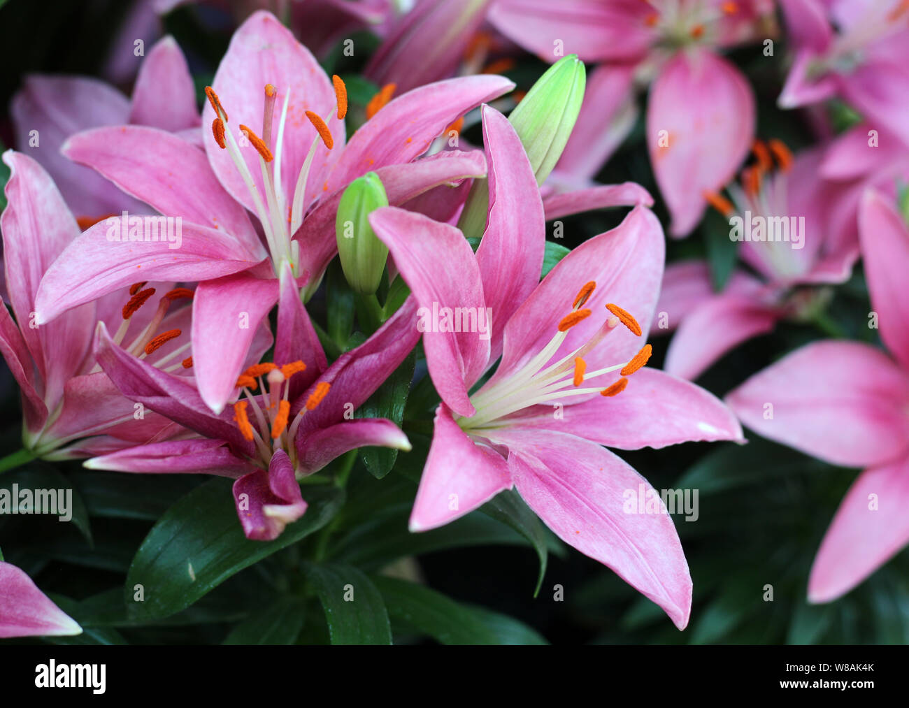 pastel pink lily in the garden Stock Photo - Alamy