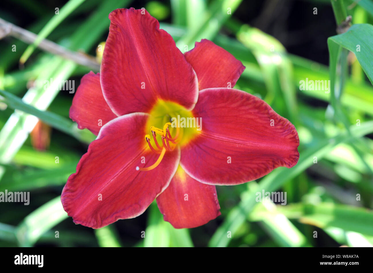 Red lily in garden on daytime Stock Photo - Alamy