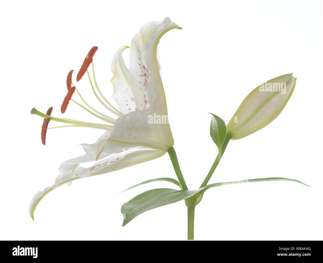 single white lily isolate on white background Stock Photo - Alamy
