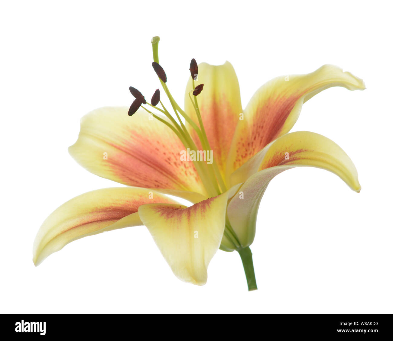 single yellow lily on white background Stock Photo - Alamy