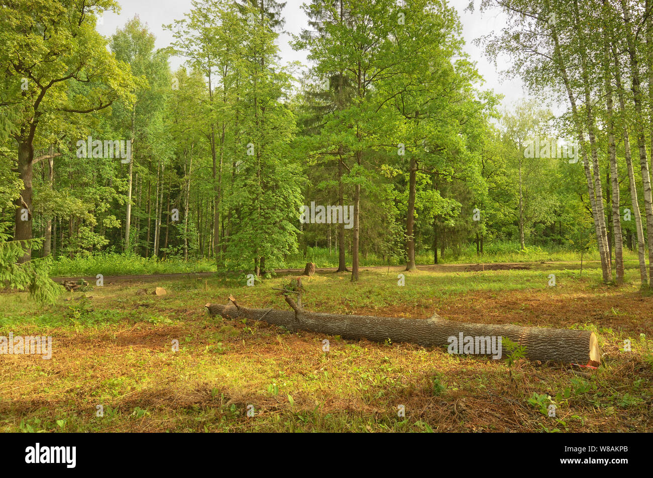 Beautiful forest landscape.Around the green meadows bloom, trees grow ...