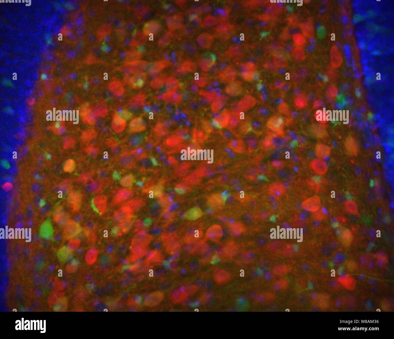 Dentate hi-res stock photography and images - Alamy