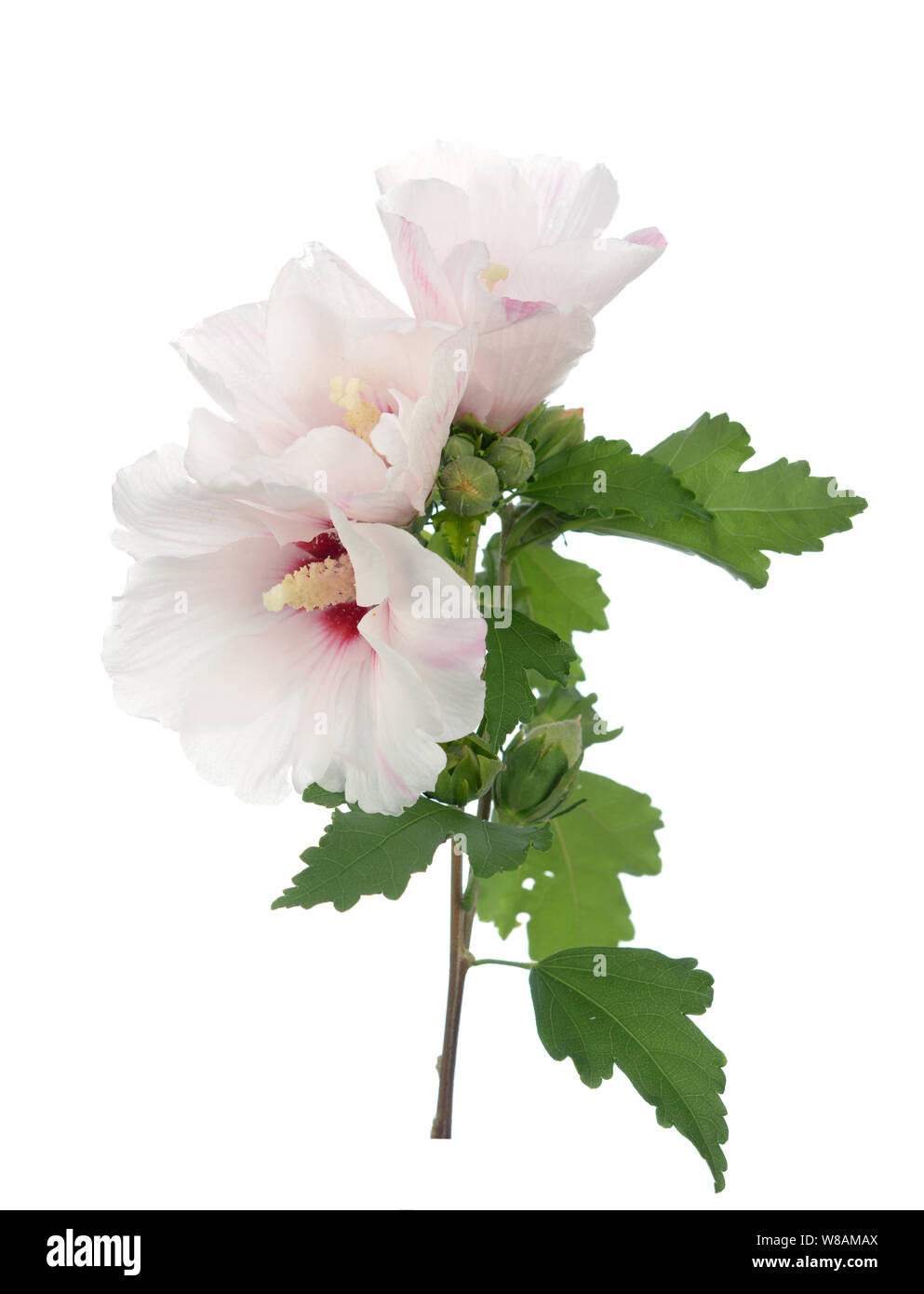 Hibiscus flower, the mallow family, Malvaceae Stock Photo - Alamy