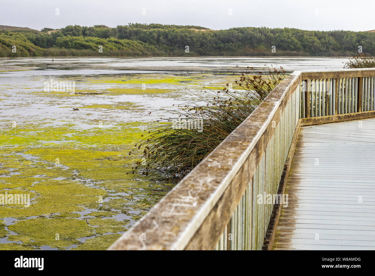 Oso cal hi-res stock photography and images - Alamy