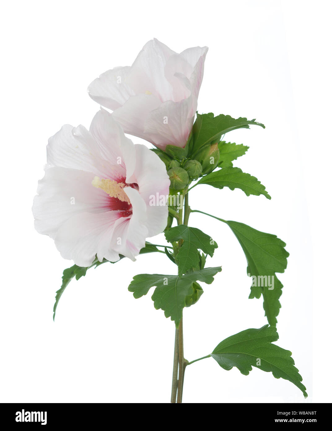 plant of hibiscus flower isolate on white Stock Photo - Alamy