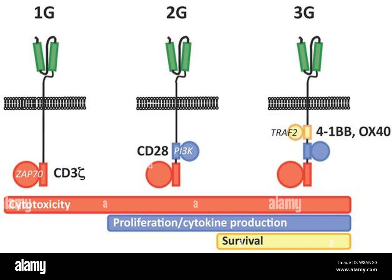 Depiction of 3 generations of CARs Stock Photo - Alamy