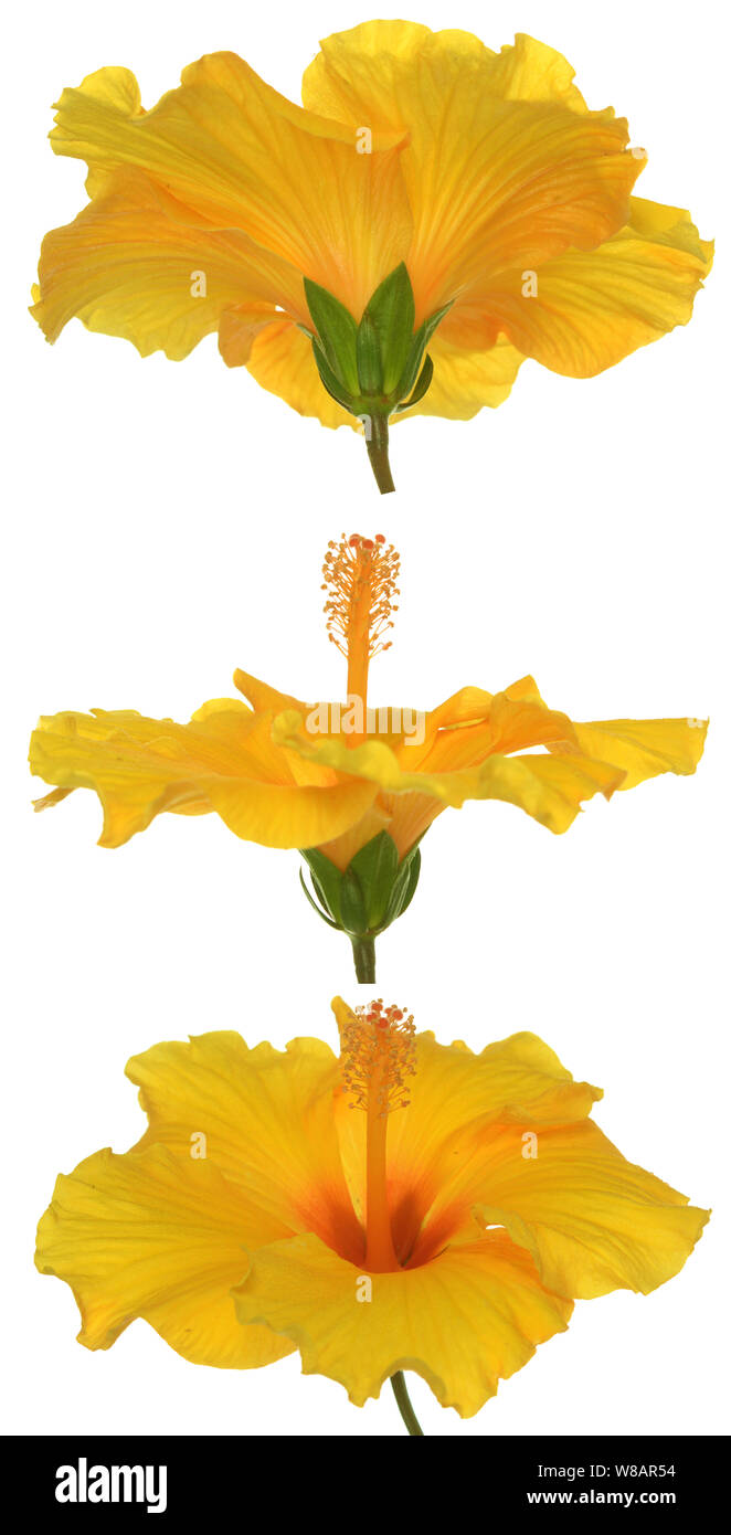 three side view of hibiscus isolate on white Stock Photo - Alamy
