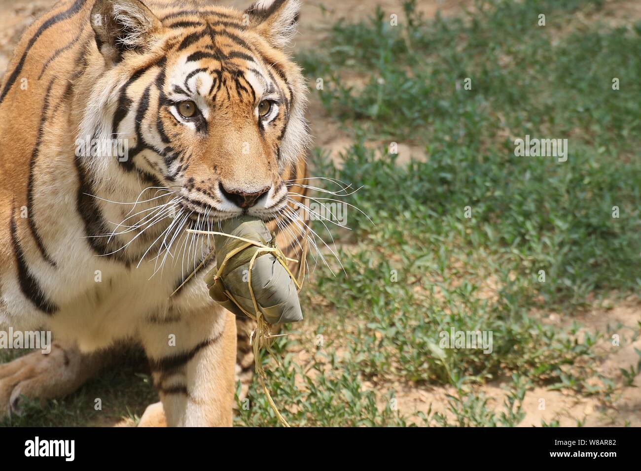 A Siberian tiger holds in the mouth a meat-stuffed rice dumpling or ...
