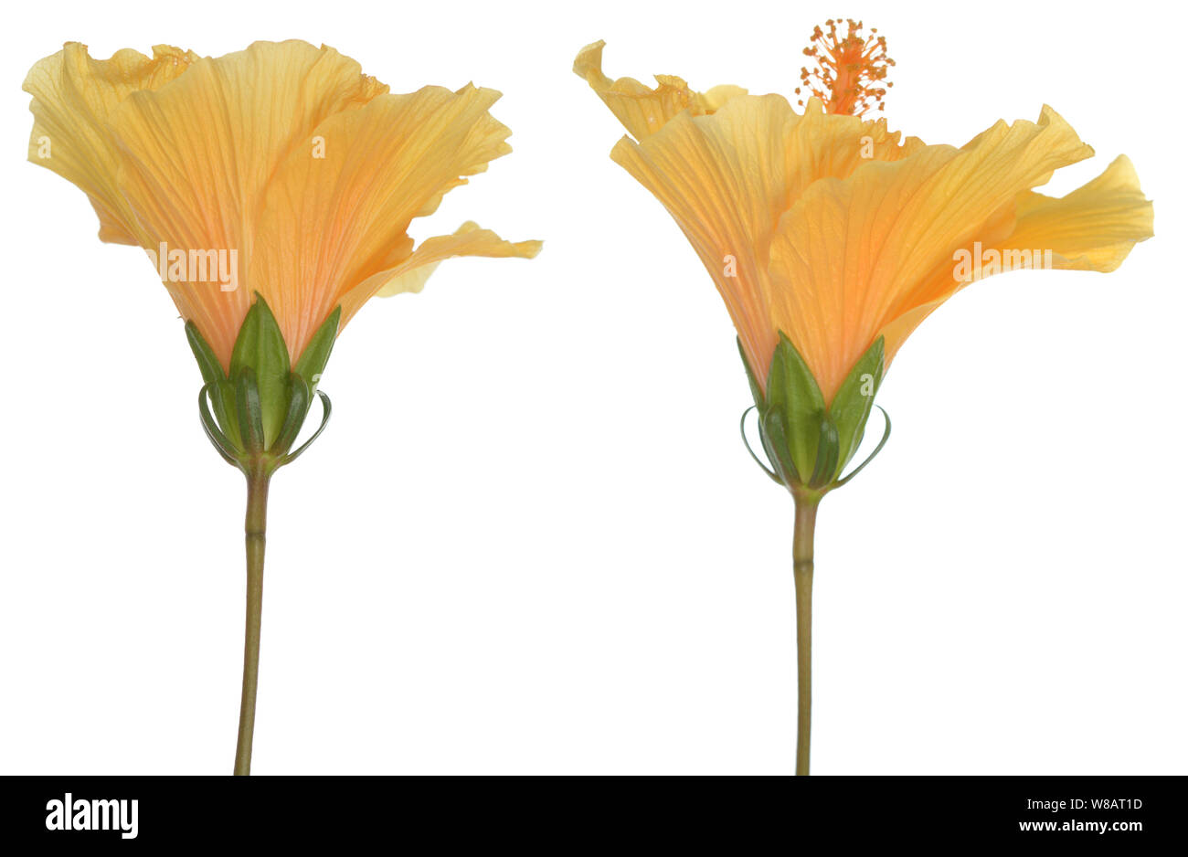 Two Third View Cut Out Stock Images & Pictures - Alamy