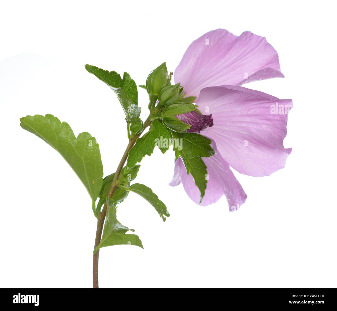 Hibiscus flower, the mallow family, Malvaceae Stock Photo - Alamy