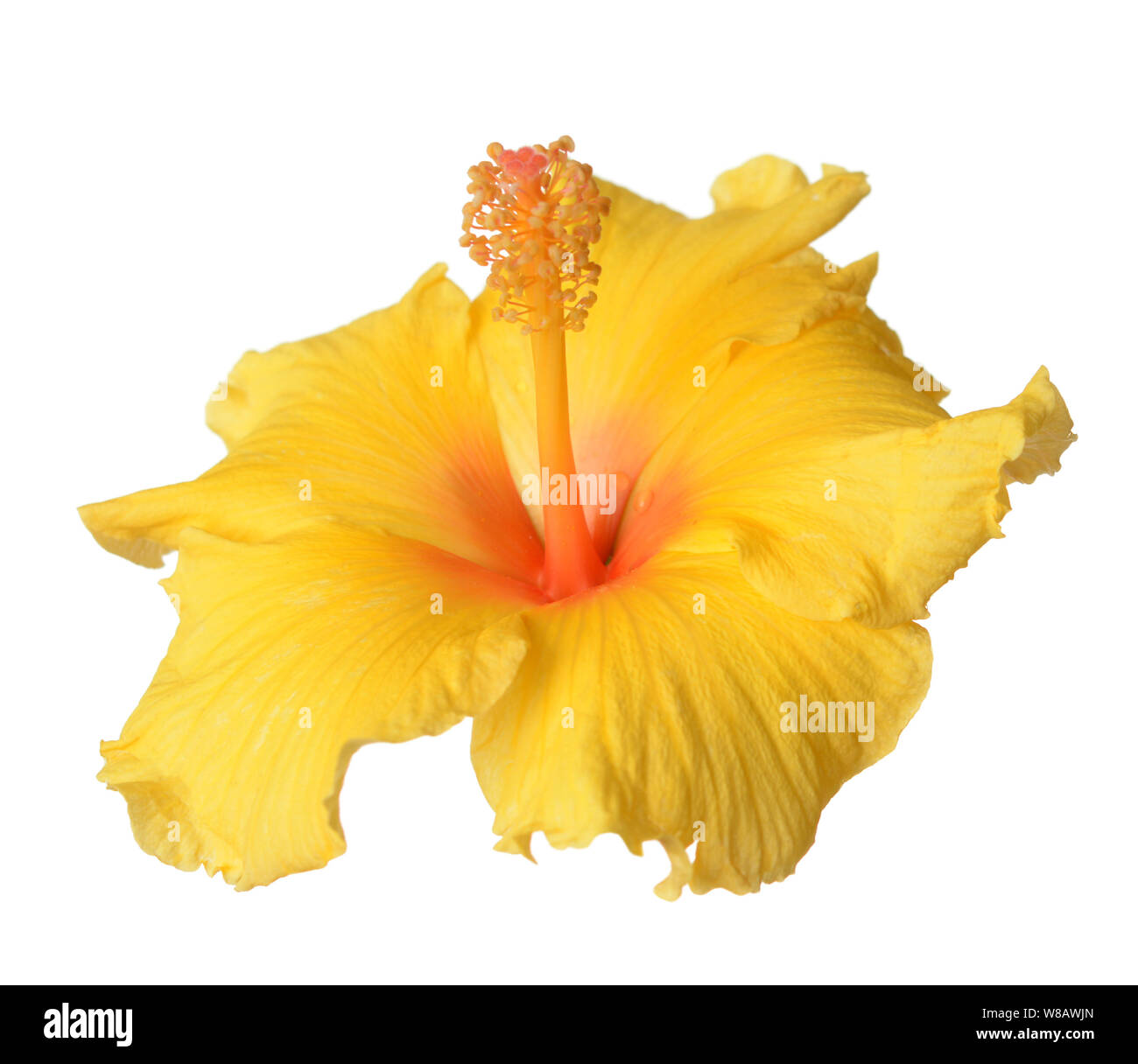 straight view of yellow hibiscus flower on white Stock Photo - Alamy