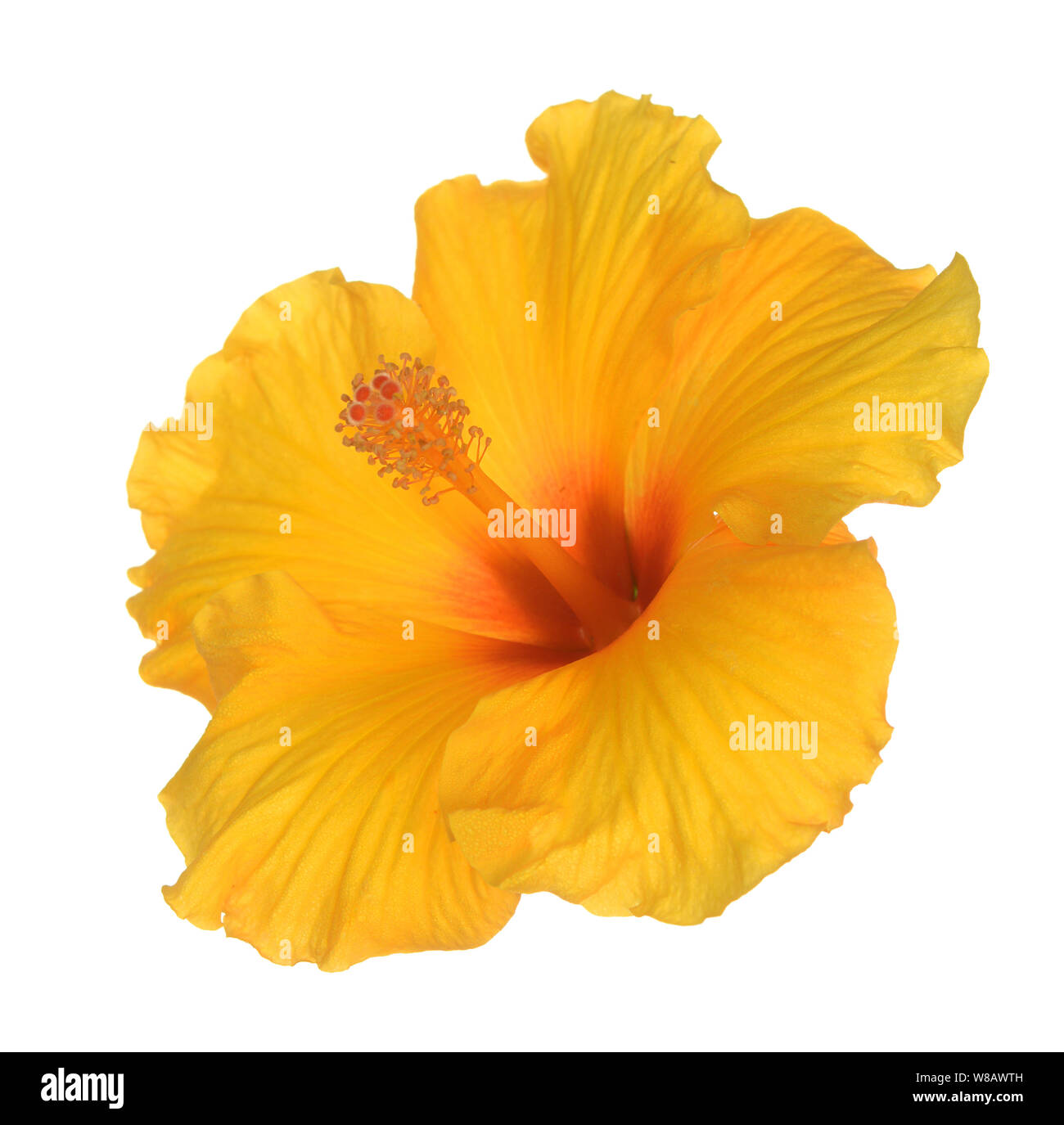 Two Third View Cut Out Stock Images & Pictures - Alamy